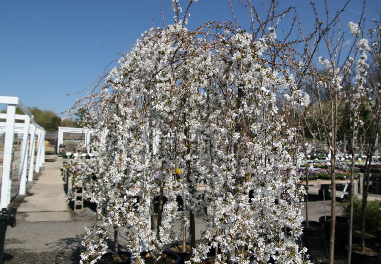 The 9 Best Small Trees For Pots In Full Sun