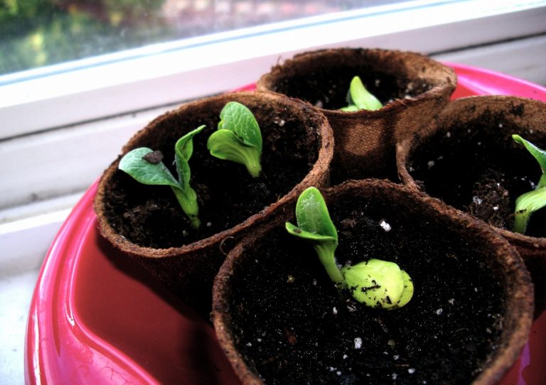 When To Transplant Squash Seedlings