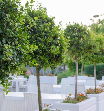 10 Best Dwarf Trees For Pots to Grow in Your Yard