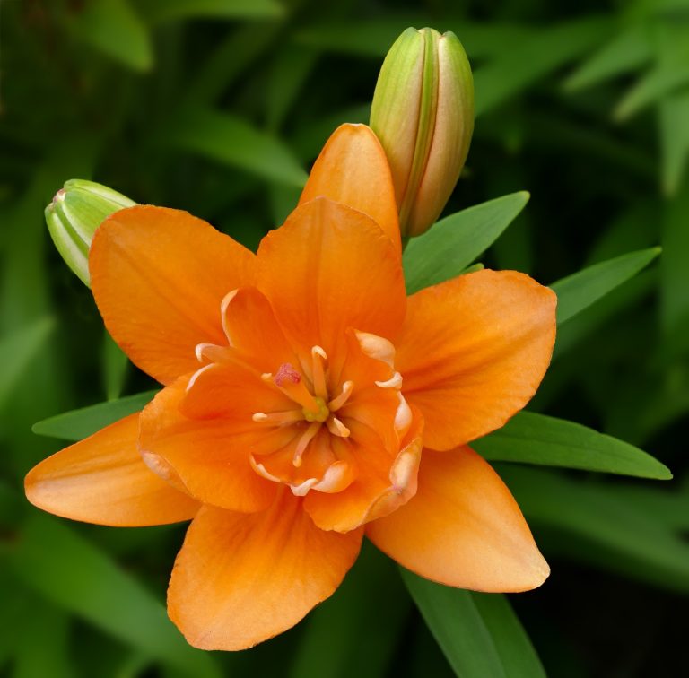 10 Types Of Orange Lilies And How To Care For Them