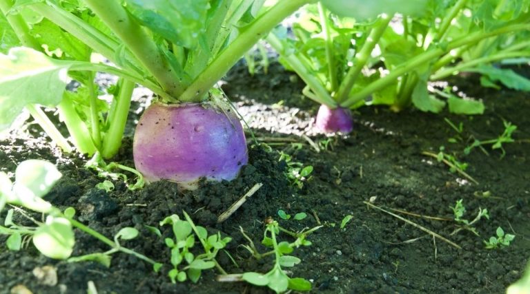 13 Turnip Companion Plants to Grow (and 5 You Should Avoid)