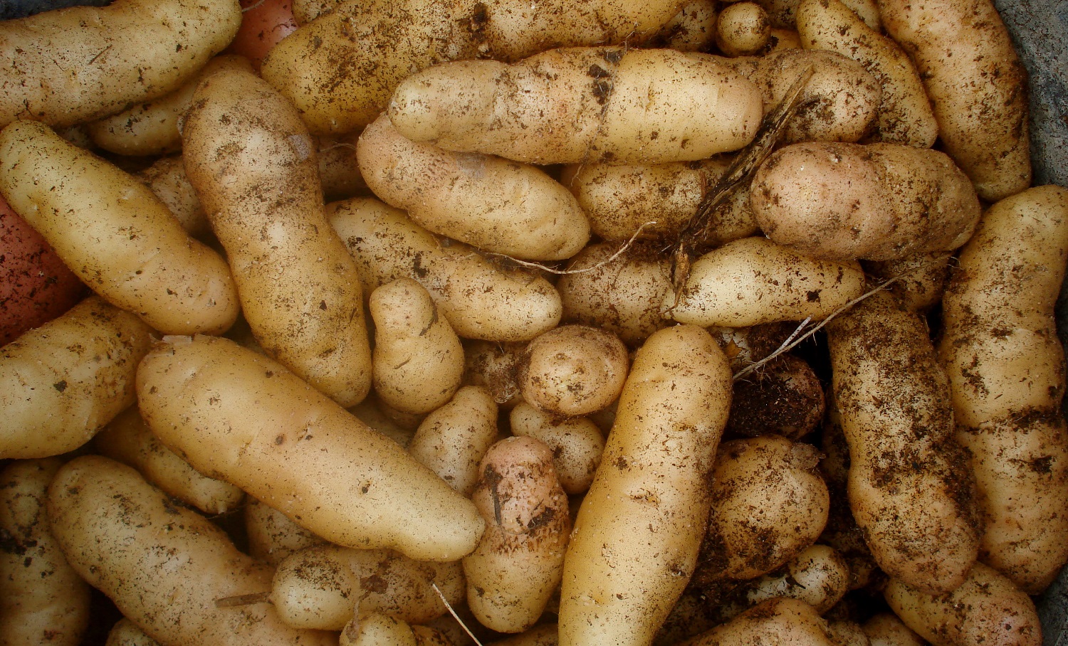 When Are Potatoes Ready To Harvest?