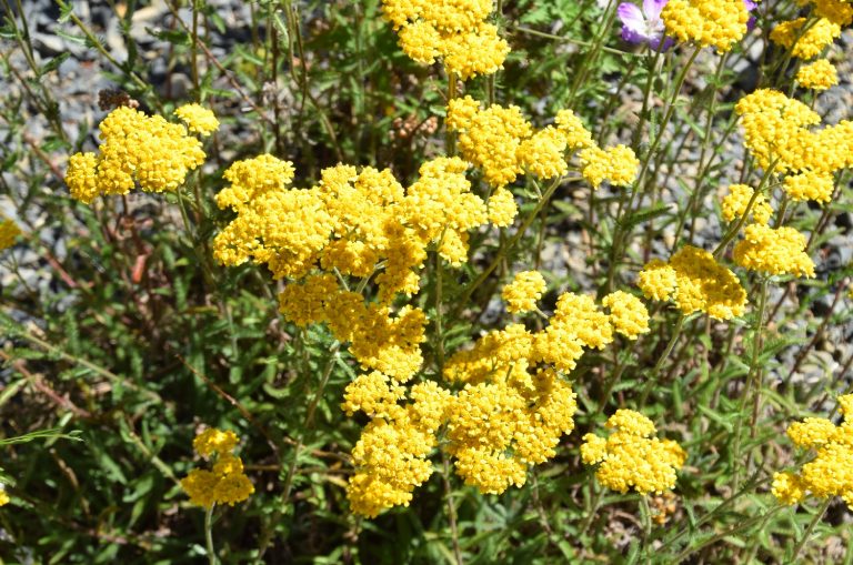 13 Mustard Greens Companion Plants To Grow And What To Avoid