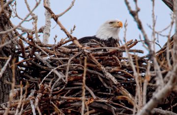 Nest Cone: The Great Horned Owl Nesting Box Alternative