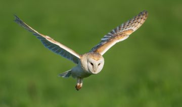 Do Owls Migrate?