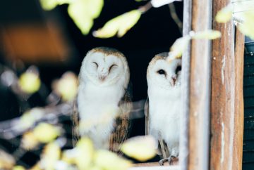 Do Owls Mate For Life? (Some Do & Some Don't!)