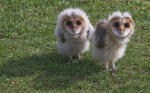 Do Owls Lay Eggs Or Give Birth To Live Babies?