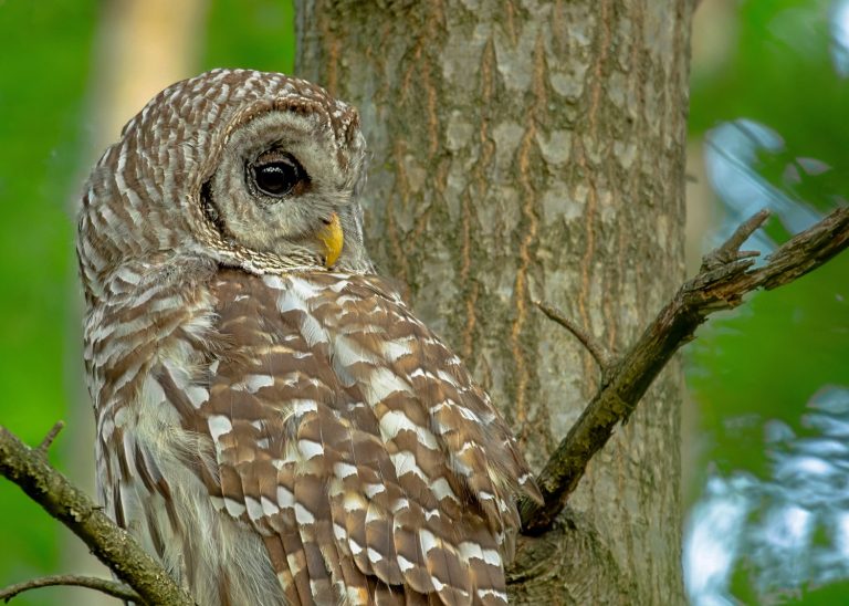 How To Build A Barred Owl Nesting Box For Your Backyard