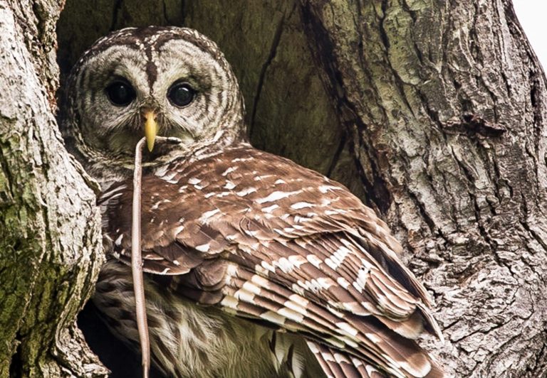 How To Build A Barred Owl Nesting Box For Your Backyard