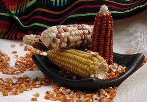 Is Corn Man-Made? (Corn Selective Breeding)