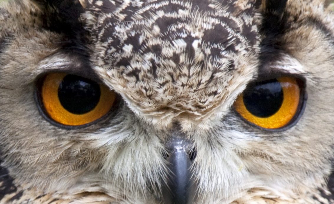 Do Owls Have Eyeballs 
