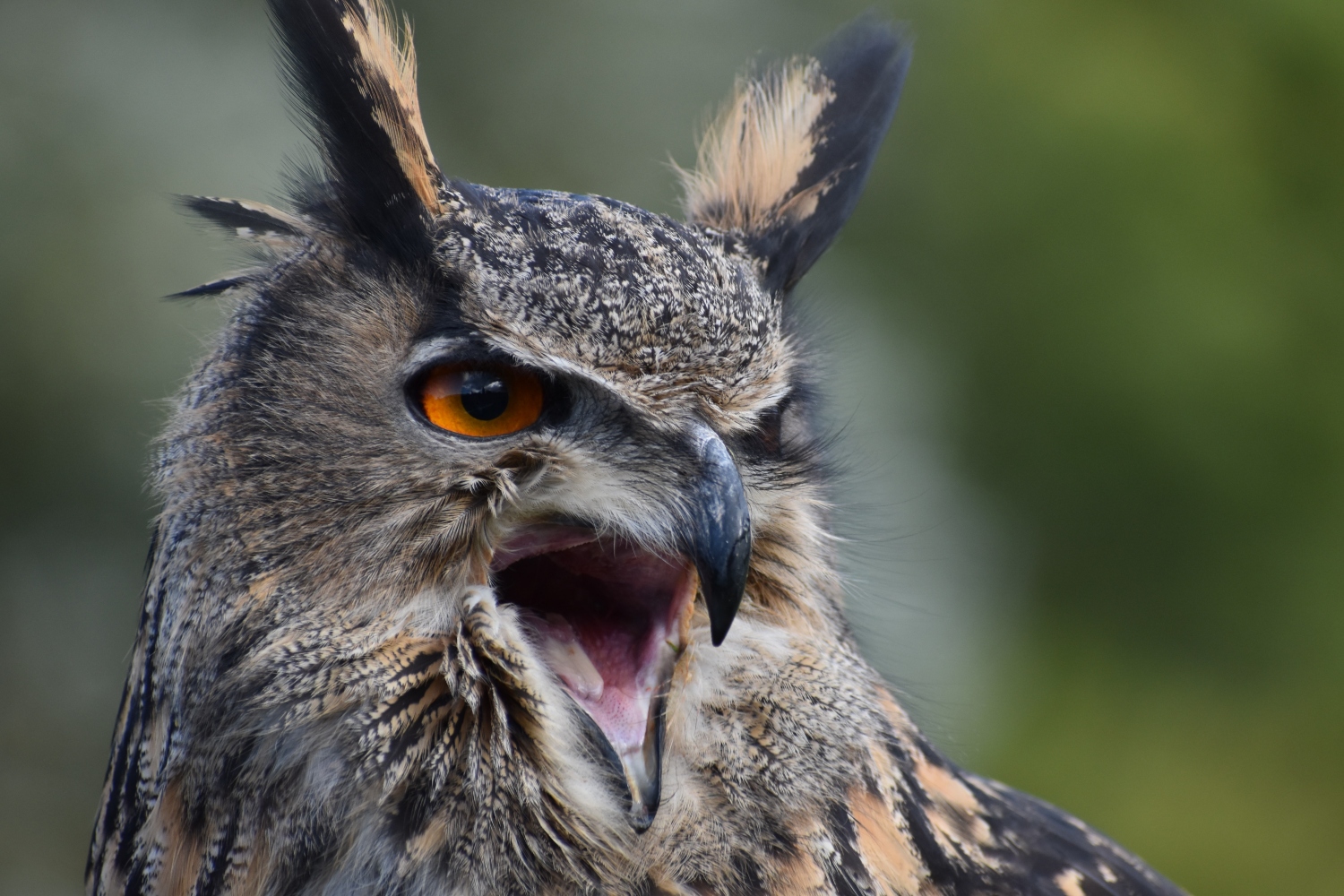 Do Owls Have Teeth?