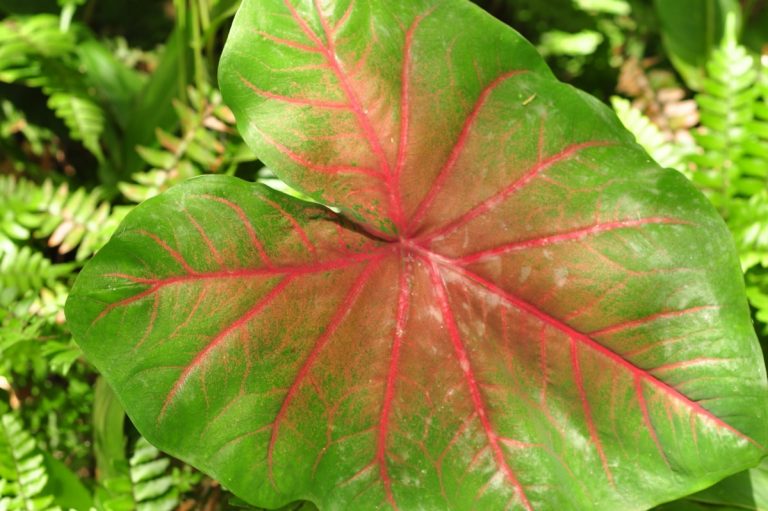 13 Elephant Ear Companion Plants To Grow And What To Avoid