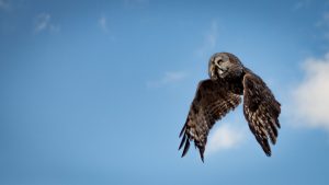 Do Owls Migrate?