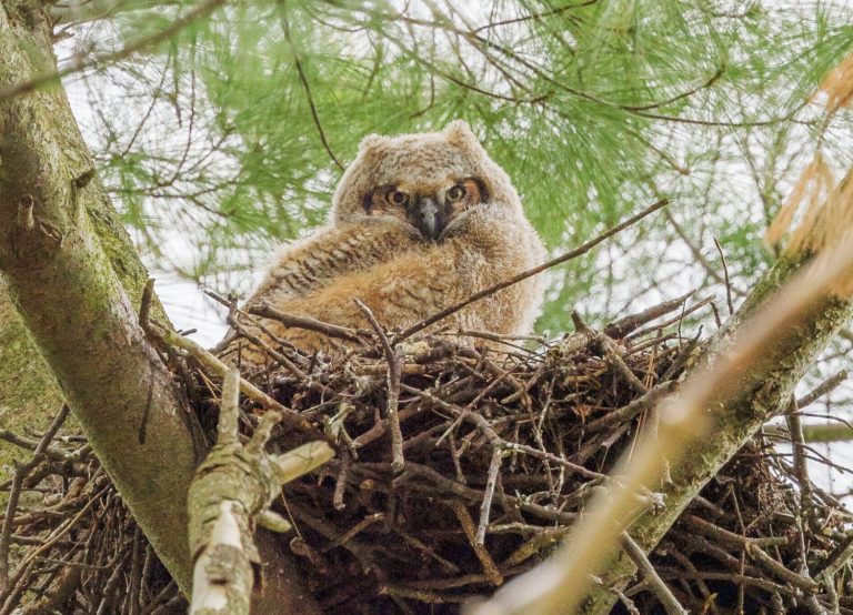 Nest Cone: The Great Horned Owl Nesting Box Alternative