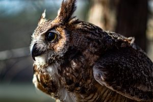 Do Owls Migrate?