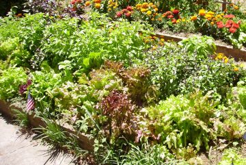 What To Plant In Your Hugelkultur Bed: 13 Ideal Choices