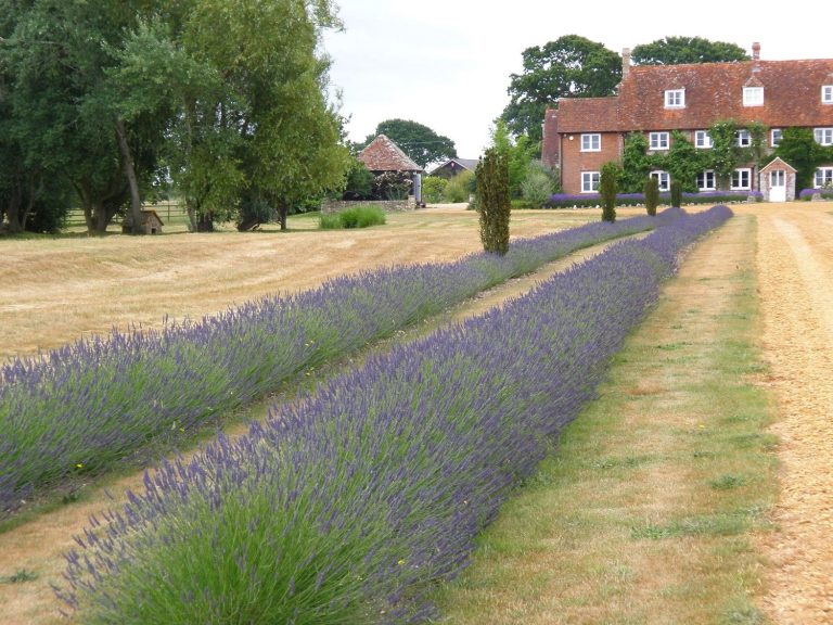 How to Plant and Grow a Lavender Hedge