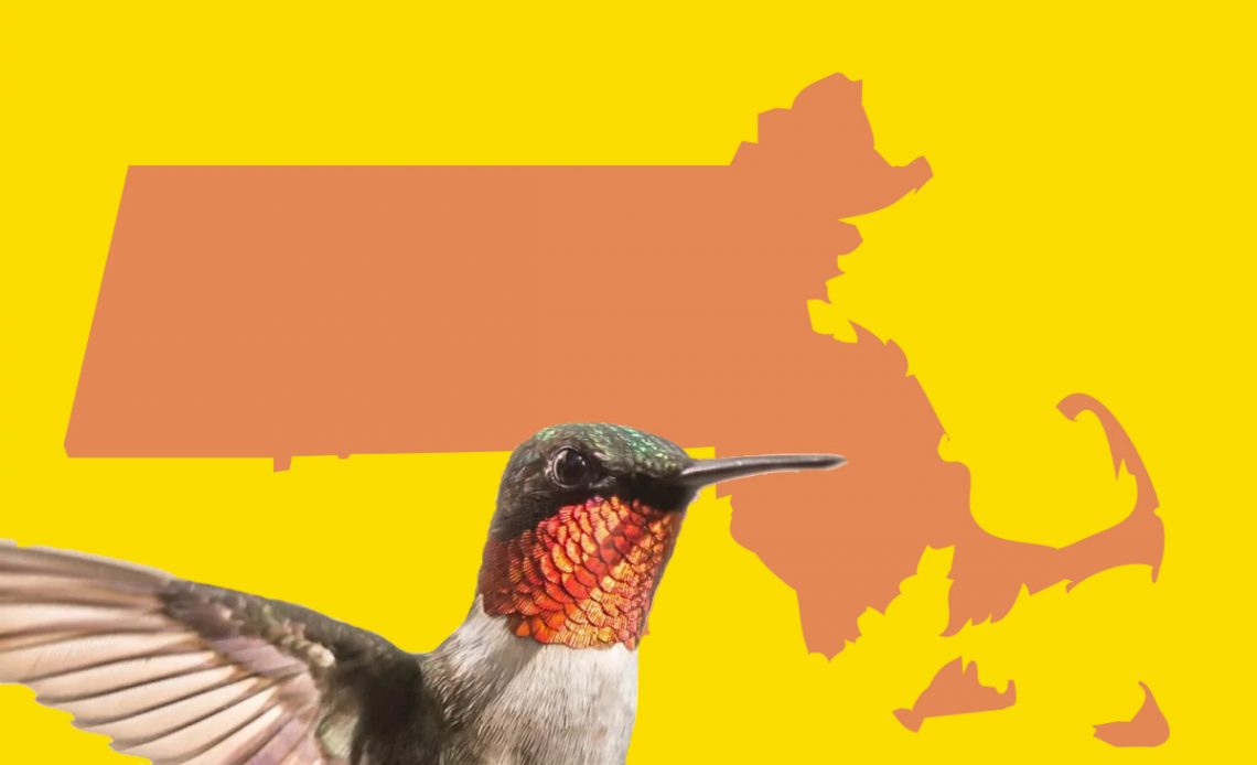 The 2 Amazing Hummingbirds in Massachusetts [With Pictures]