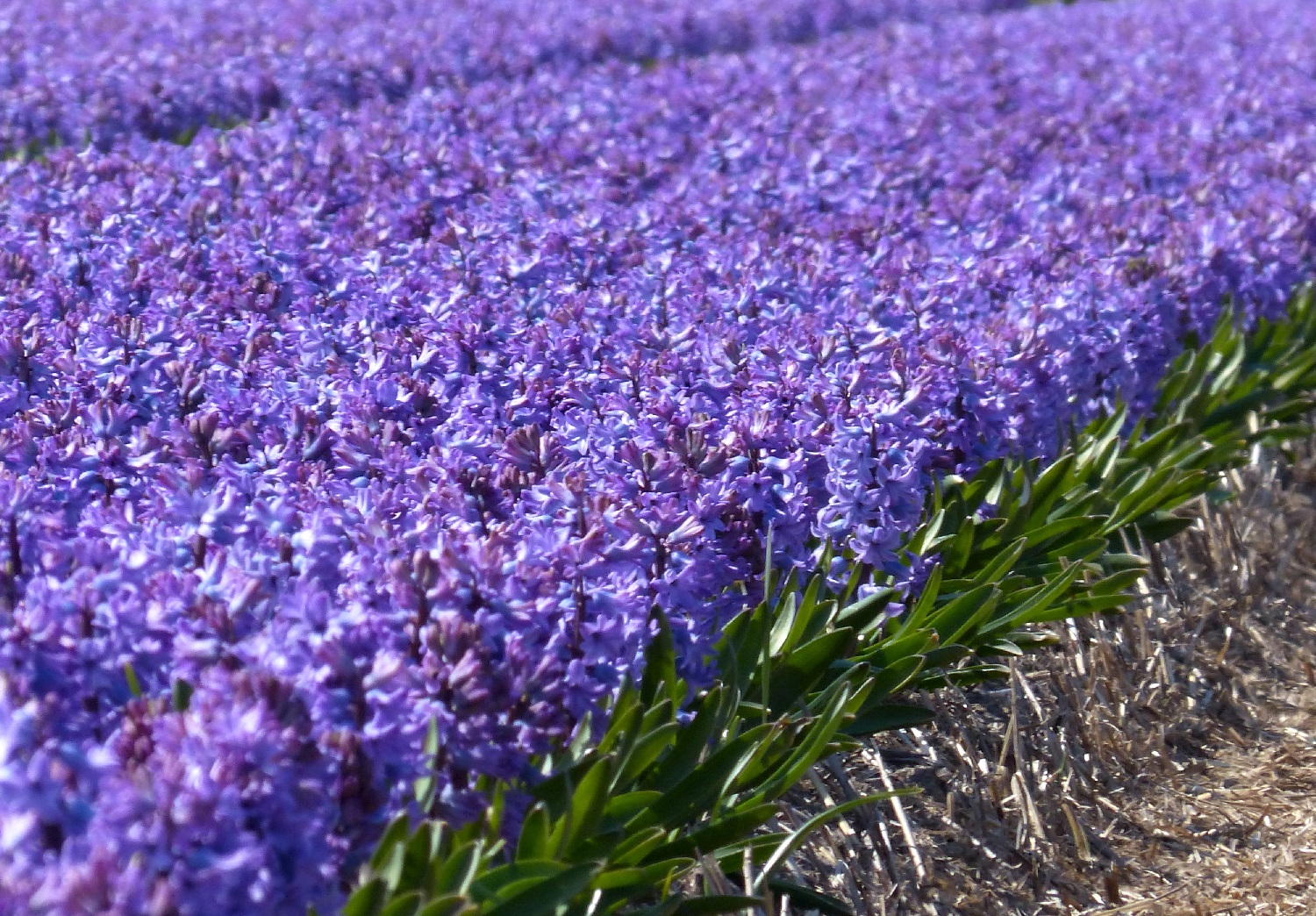 How to Plant and Grow a Lavender Hedge