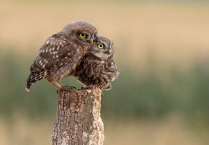 Do Owls Mate For Life? (Some Do & Some Don't!)