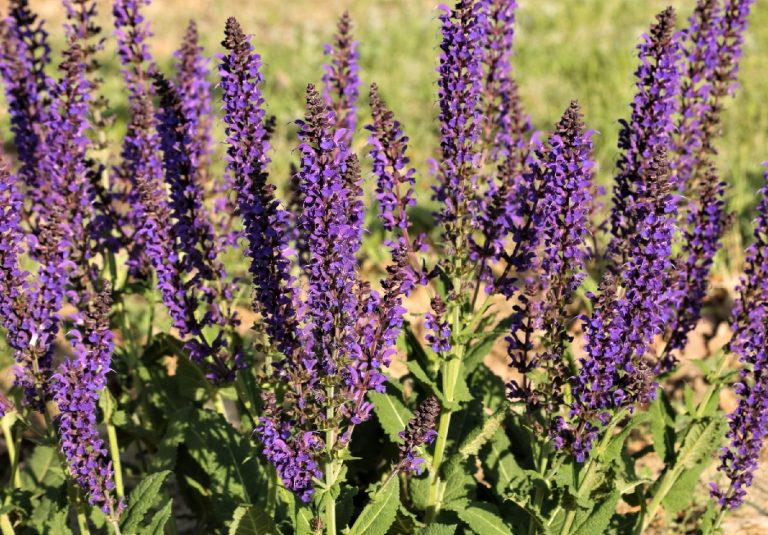 How To Deadhead Salvias To Help Your Plants Bloom