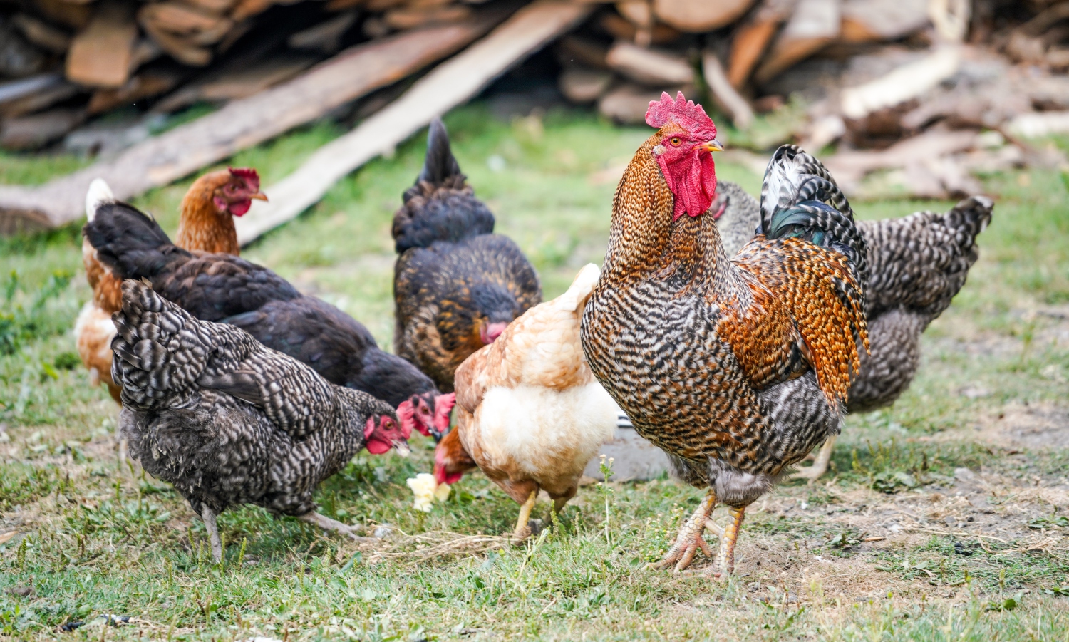 Do Owls Attack Dogs? (How To Protect Your Pet From Owls)