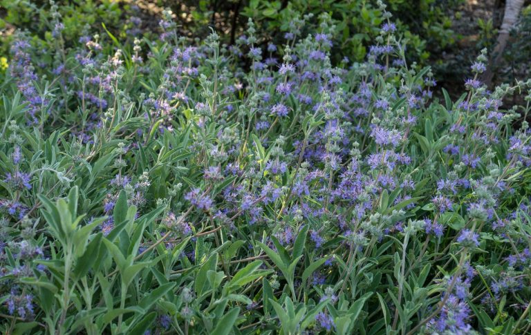 How To Deadhead Salvias To Help Your Plants Bloom