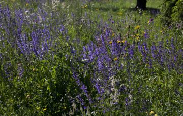 How To Deadhead Salvias To Help Your Plants Bloom