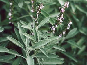 When To Cut Back Salvias For Winter