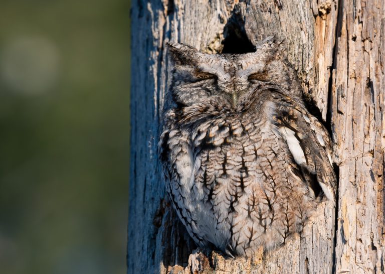 What Direction Should An Owl Box Face?