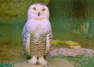 Do Owls Have Long Legs?