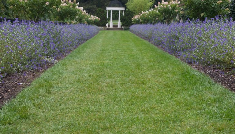How to Plant and Grow a Lavender Hedge