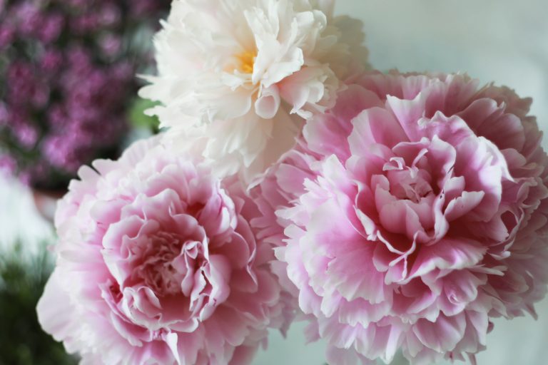 How To Grow Peonies In California