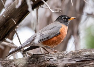 13 Aggressive Birds To Watch Out For In Your Backyard