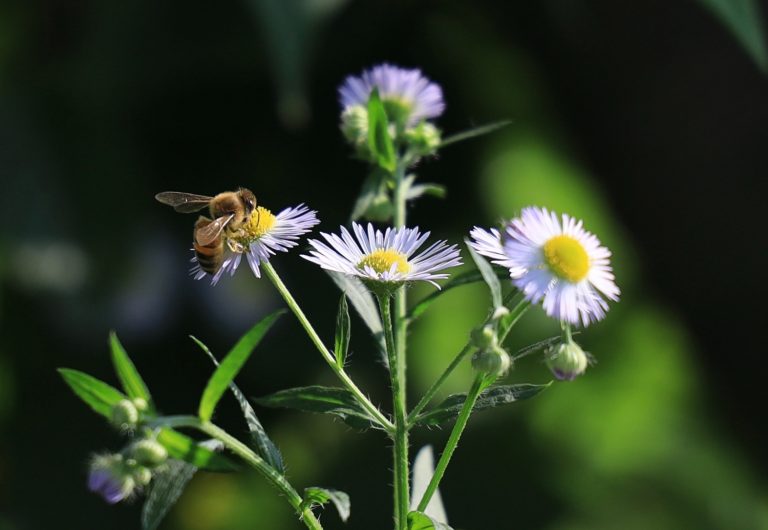 The Importance Of Growing Native Pollinator Plants In Your Garden