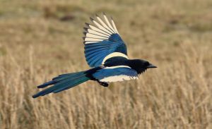 13 Aggressive Birds To Watch Out For In Your Backyard