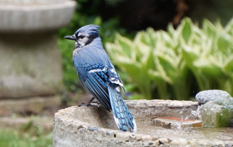 13 Aggressive Birds To Watch Out For In Your Backyard