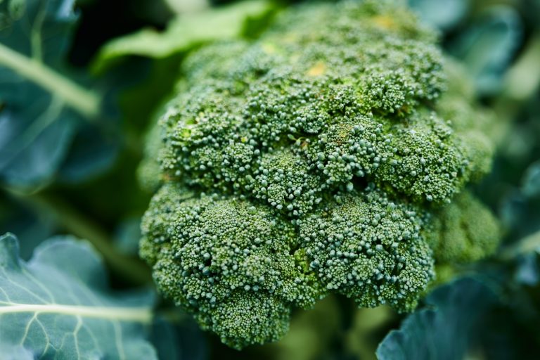 What Causes Black Spots On Broccoli? Is It Safe To Eat?