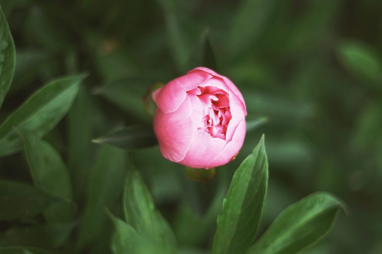 How To Grow Peonies In California