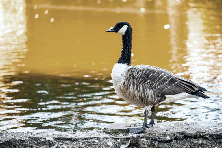 13 Aggressive Birds To Watch Out For In Your Backyard