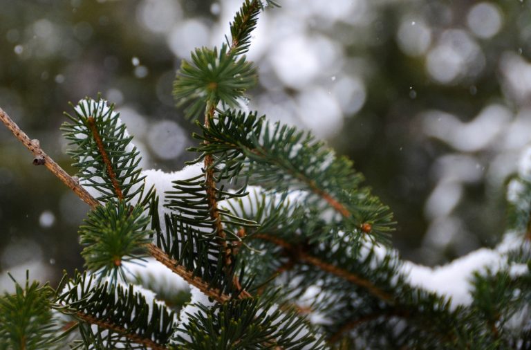 5 Potted Trees That Survive Winter