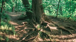 12 Tips For Landscaping Around Trees With Rocks