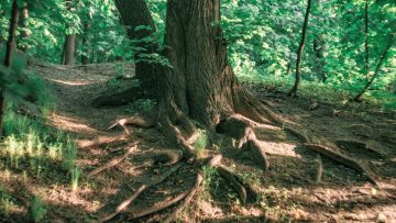 12 Tips For Landscaping Around Trees With Rocks