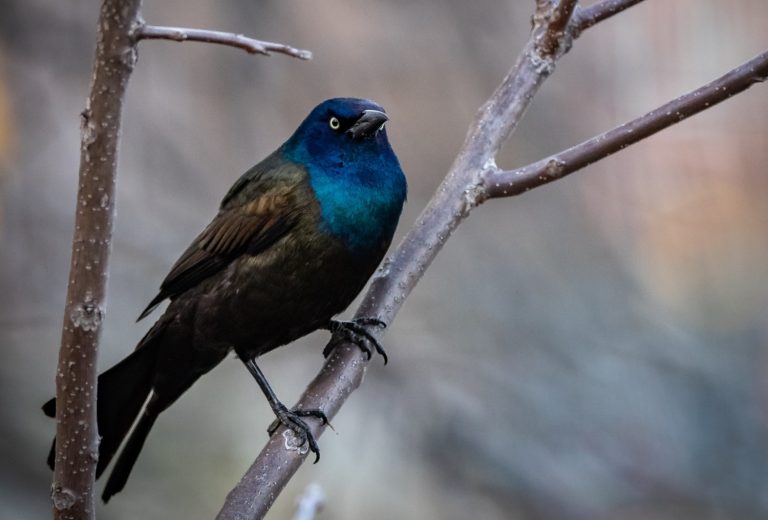 13 Aggressive Birds To Watch Out For In Your Backyard