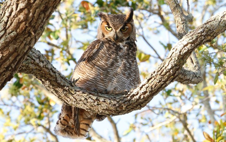 13 Aggressive Birds To Watch Out For In Your Backyard
