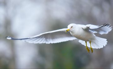 13 Aggressive Birds To Watch Out For In Your Backyard