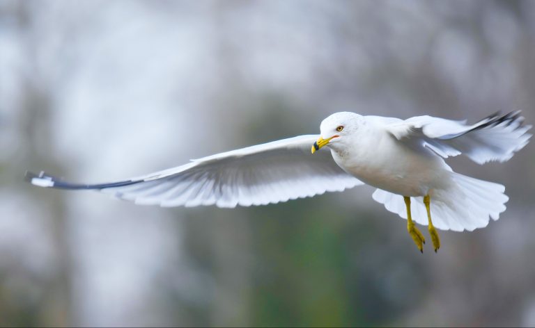 13 Aggressive Birds To Watch Out For In Your Backyard