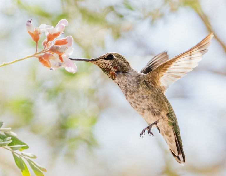 The Importance Of Growing Native Pollinator Plants In Your Garden