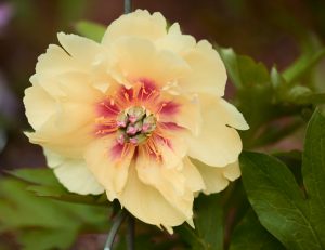 How To Grow Peonies In California